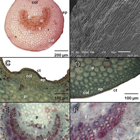 Cestrum Intermedium Solanaceae Leaf Front View Download