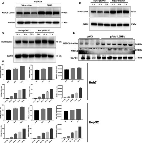 Hbv Activates Cullin Neddylation In Hepatoma Cells And Liver Tissues