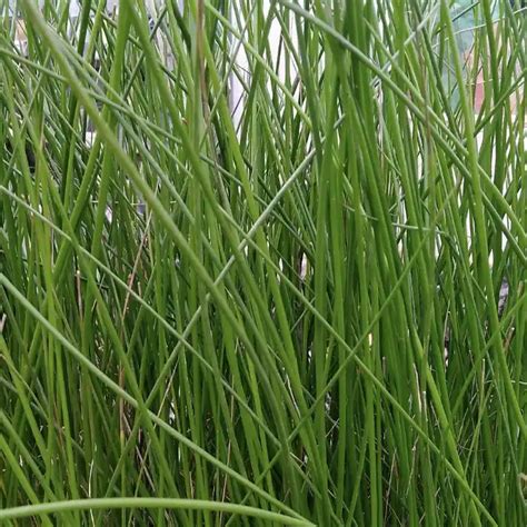 Juncus Effuses Common Rush Indigo Garden Centre