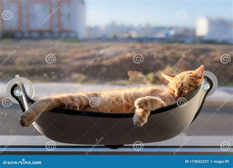 Оранжевый Tabby кот спит на кровати в окне Стоковое Изображение изображение насчитывающей