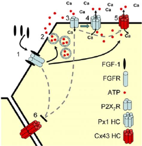 Proposed Reactions Initiated By Fgf 1 I Fgf 1 Binds To Its