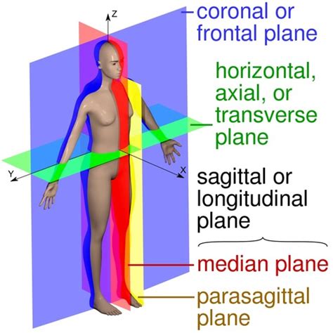 Anatomy Anatomical Planes Flashcards Quizlet
