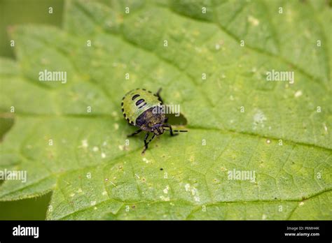 Common Green Shieldbug Palomena Prasina Single 4th Instar Nymph