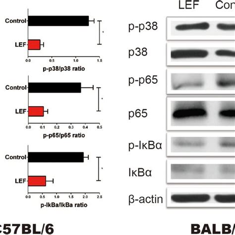 Lef Treatment Inhibited Nf κb Signaling In Recipient Splenocytes Of The