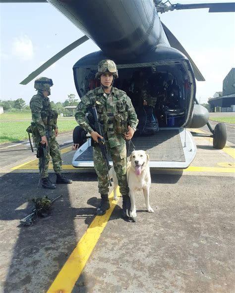 col k9 a2 — postimages