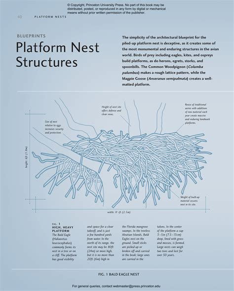 Avian Architecture Revised And Expanded Edition Veldshopnl