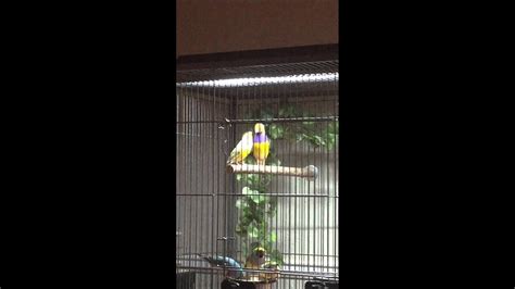 Gouldian Finch Mating Dance Youtube