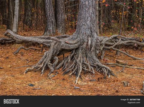 Large Tree Trunk Image Photo Free Trial Bigstock