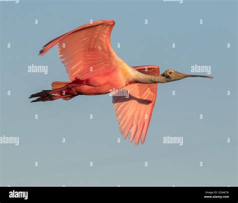 The Roseate Spoonbill Flying In The Blue Sky With Spread Wings Texas