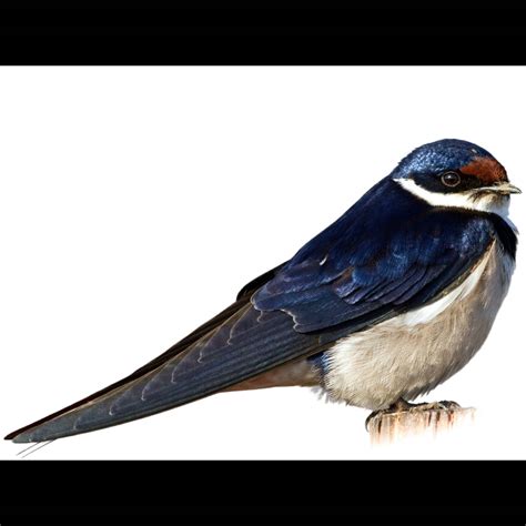 Swallow Bird Beak