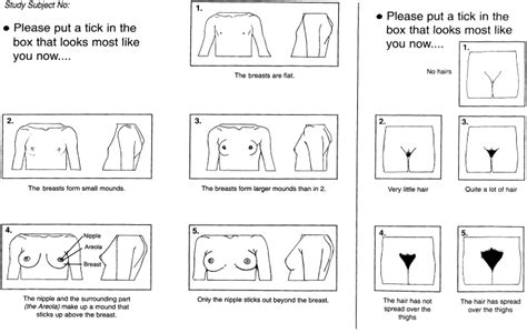 The Illustrations Of Tanner Stages Printed On Flash C Vrogue Co