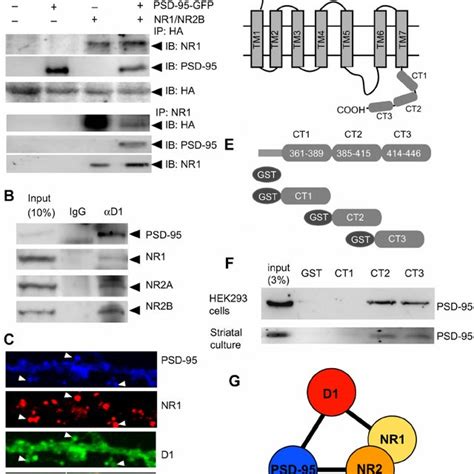 The D1 Psd 95 And Nmda Receptor Complex Download Scientific Diagram