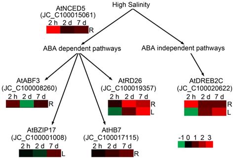 This Figure Was Modified From Transcriptional Regulatory Networks Of