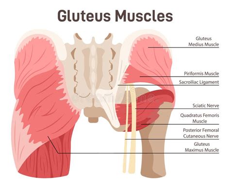 Conjunto De Sistemas Musculares Humanos Vista Frontal Y Posterior