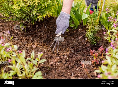 View Of A Womans Hand Hoeing Weeds In The Garden On A Hot Summer Day