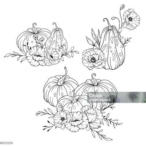 야생화 라인 아트 일러스트레이션이 있는 호박 호박 배열 윤곽 손으로 그린 그림 호박과 색칠 공부 페이지입니다 추수 감사절 호박과 양귀비 세트 추수 감사절 호박 세트 가을에