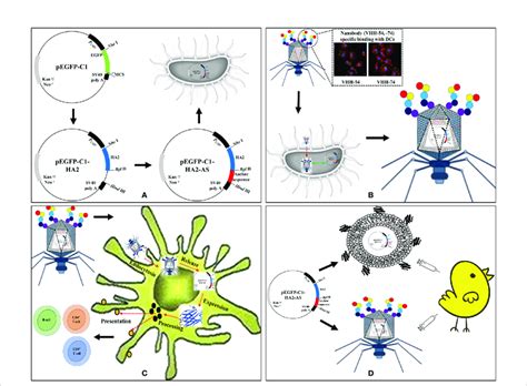 Schematic Of Aiv Ha2 Dna Vaccine Delivered By Dendritic Cell