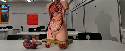 Percutaneous Transhepatic Cholangiogram Ptc Angiography And Intervention