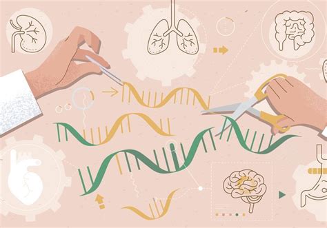 The Scientist On Linkedin The Cre Loxp System A Powerful Tool In The Genetic Toolbox