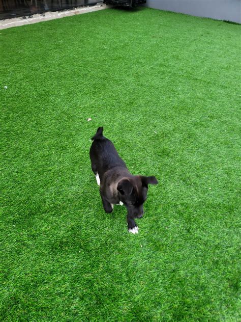 시고르자브종가을강아지 책임분양♥ 강아지파양 고양이파양 유기견무료분양입양 아이조아요양보호소