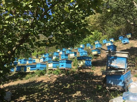 Да отпадне регистрацията на пчелини в кметствата предлага законопроект на МЗХГ Български Фермер