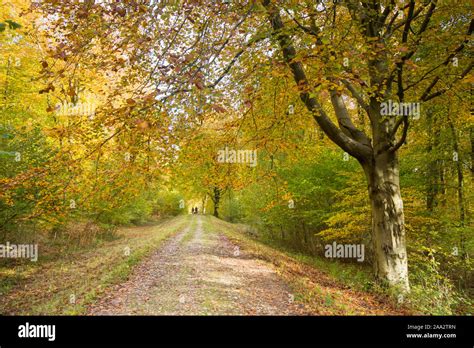Stane Street Roman Road Eartham Wood Common Beech Trees In Autumn