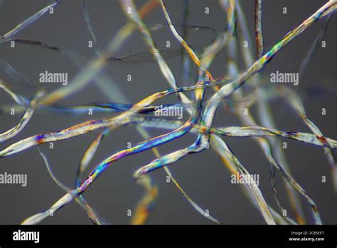Nylon Fiber Under Microscope