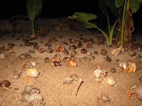 Land Hermit Crabs In Their Natural Habitat Beach Photography
