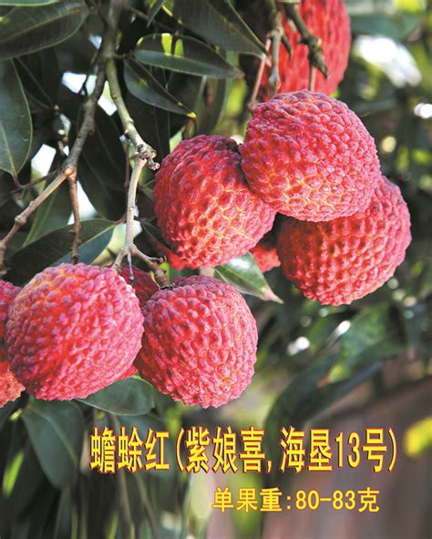 海南海口羊山荔枝种植系统 全国农业展览馆中国农业博物馆 全国农业展览馆