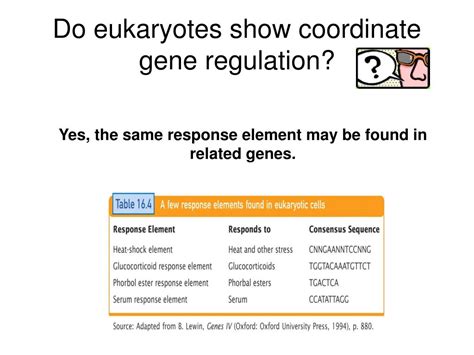 PPT Chapter 16 Control Of Gene Expression PowerPoint Presentation