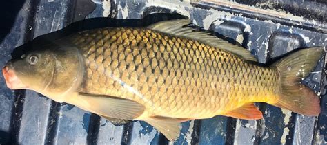 Grass Carp Vs Common Carp