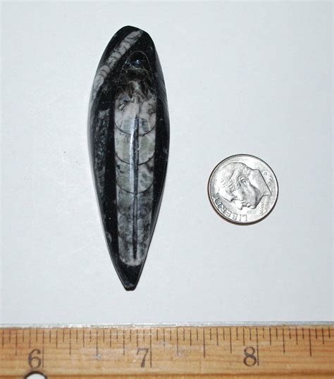 Orthoceras Squid Fossil Small 450 Million Years Old 10618 Etsy