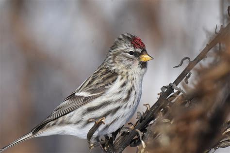 A Glimpse Into Winter Birding Audubon Vermont
