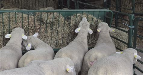 Sheep Feed Farm Stock Footage Video Of Europe Farm 364617328