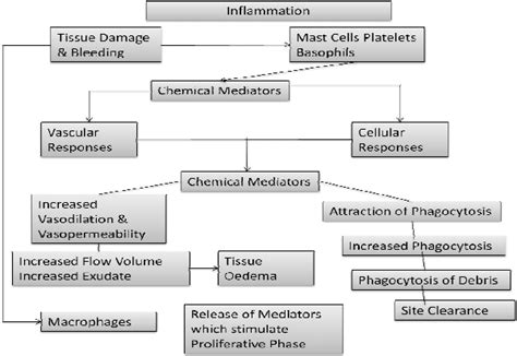 Events In The Inflammatory Phase Download Scientific Diagram