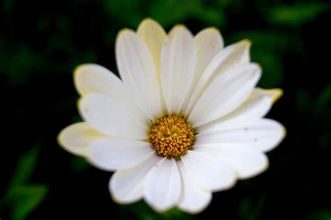 雏菊 花 春天 Pixabay上的免费照片 Pixabay