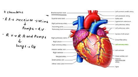 SOLVED 20 POINTS AVAILABLE Identify The Structures Of The Heart