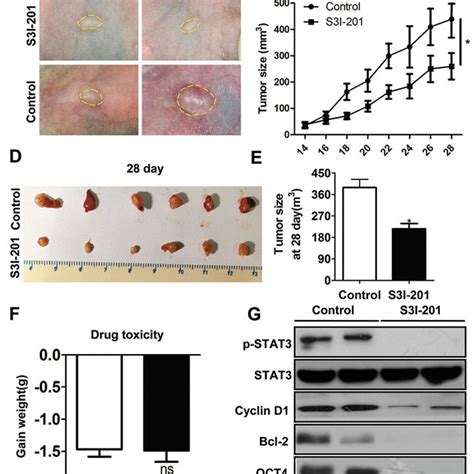 Stat3 Inhibition Reduces Tumor Growth And Cscs In Hnscc Xenograft