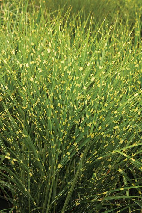 Miscanthus Sinensis ‘strictus Jc Bakker And Sons Ltd