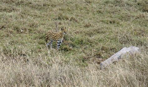 African Serval In The Serengeti Stock Image Image Of Predator Drive