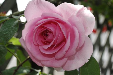 Rose Gertrude Jekyll ® - rosa, ca. 120 - 350 cm (D. Austin 1988) | 1600 ...