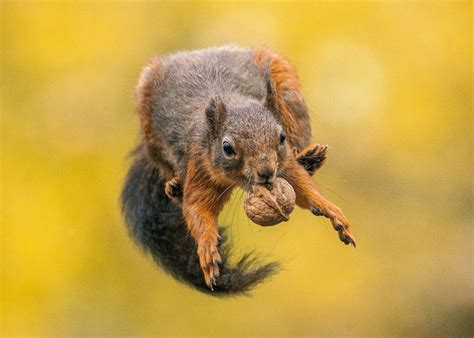 Index Repülő Mókus Galéria