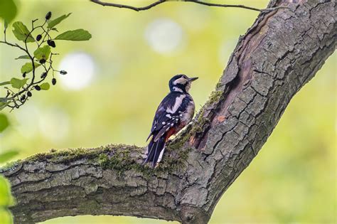 Pássaro Pica Pau Pica Pau Malhado Foto Gratuita No Pixabay Pixabay