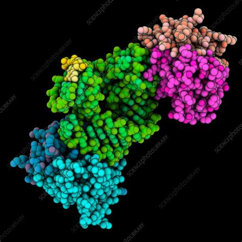 Signal Recognition Particle Protein Stock Image C0358011 Science
