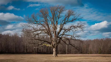 Premium Photo Old Leafless Oak Tree In A Forest With The Blue Sky