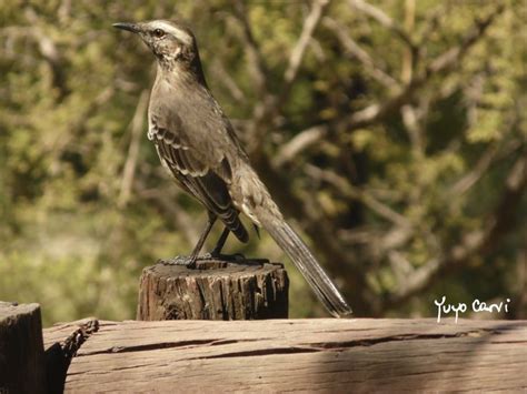 Tenca En Cerro San Cristóbal Santiago De Chile Santiago De Chile