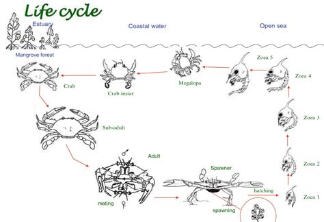 Figure 1 From Breeding Larval Rearing And Farming Of
