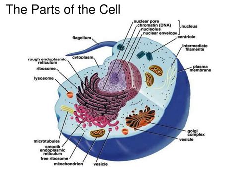 Ppt The Parts Of The Cell Powerpoint Presentation Free Download Id