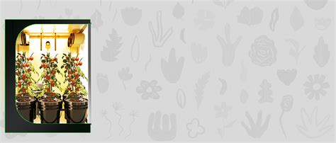 Rdwc Top Feed Drip Hydroponics Systems 6 Buckets