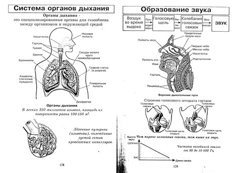 Строение органов биология